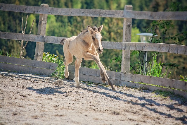 10,000+ Free Foal Photography & Foal Images - Pixabay