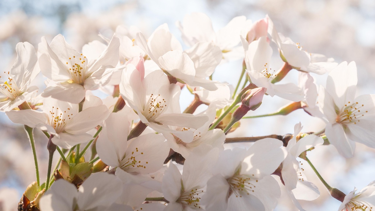 Cherry Blossom Flowers Spring - Free photo on Pixabay - Pixabay