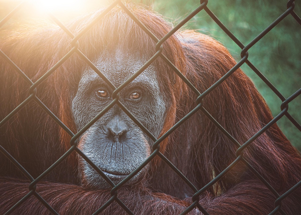 Orangutan Zoo Plot - Fotografia zdarma na Pixabay - Pixabay