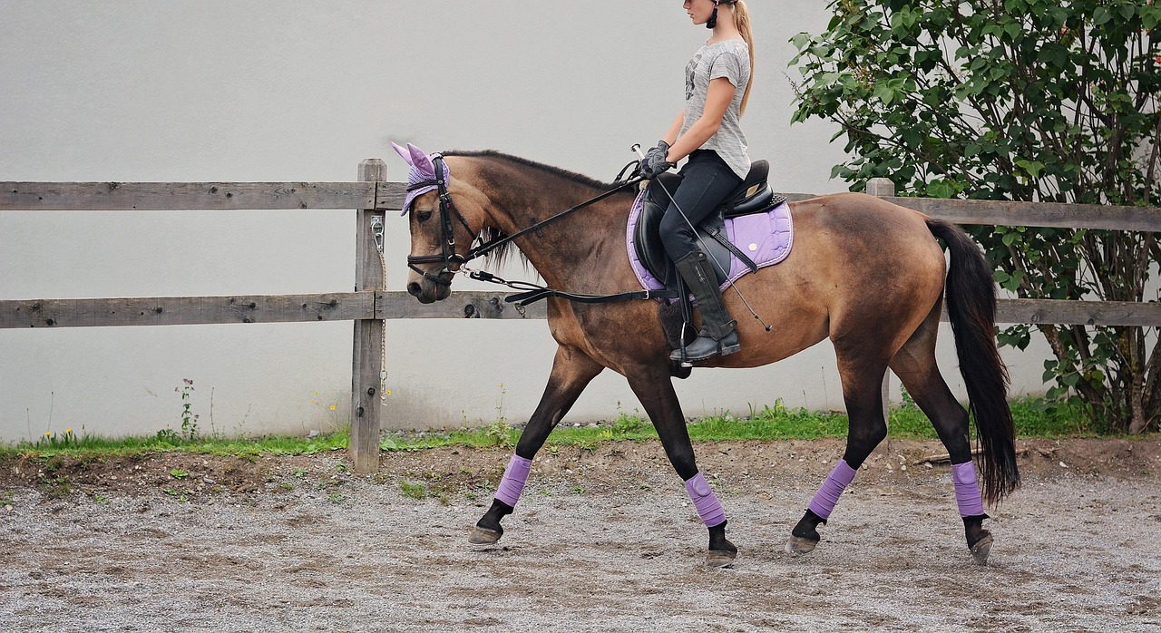 Reiten Reiter Reiterin - Kostenloses Foto auf Pixabay - Pixabay