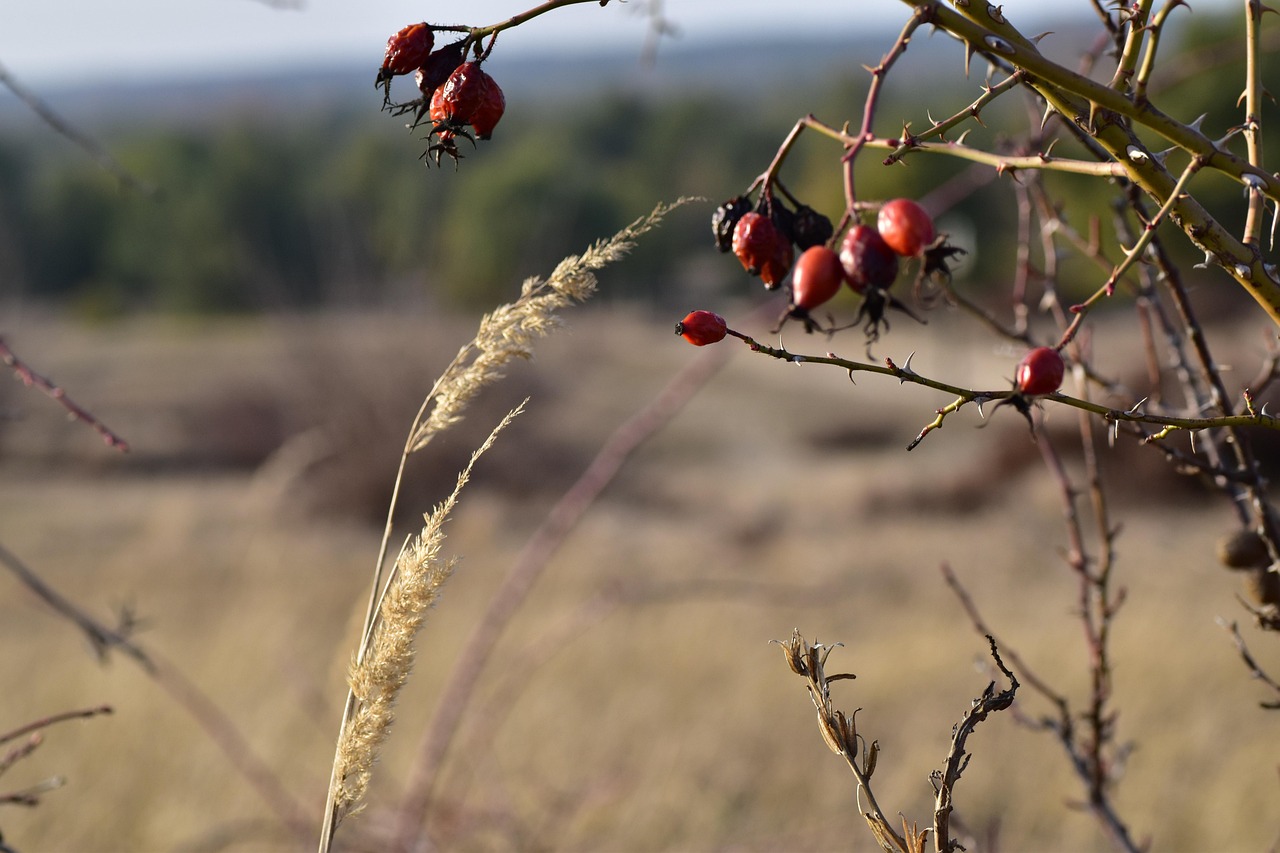 Heather Nature - Free photo on Pixabay - Pixabay