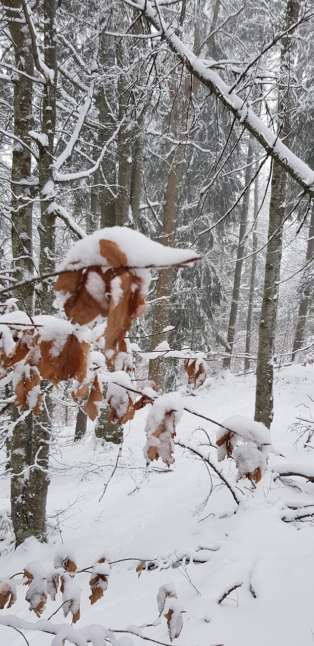 Floresta No Inverno Neve Na - Foto gratuita no Pixabay - Pixabay