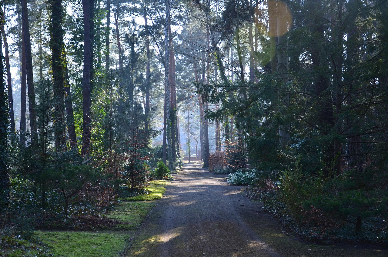 Dark Forest Graveyard - Free photo on Pixabay - Pixabay Dark Forest Graveyard - Free photo on Pixabay - Pixabay