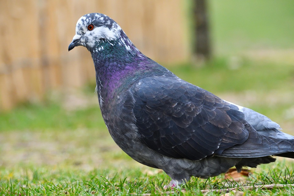 Pigeon Oiseau De Voyage - Photo gratuite sur Pixabay - Pixabay