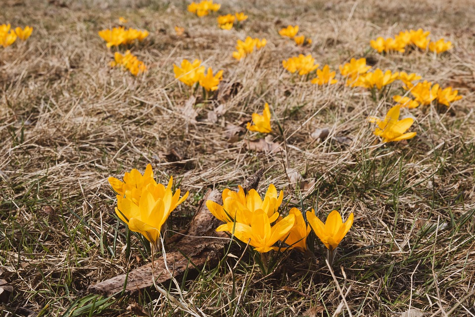 Crocus Fleurs Les Plantes - Photo gratuite sur Pixabay - Pixabay