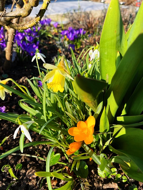 Fleurs Les Plantes Le Printemps - Photo gratuite sur Pixabay - Pixabay