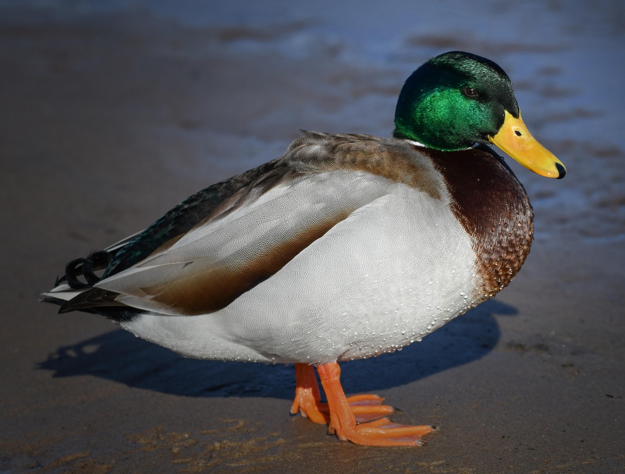 And Mallard Beach - Free photo on Pixabay - Pixabay