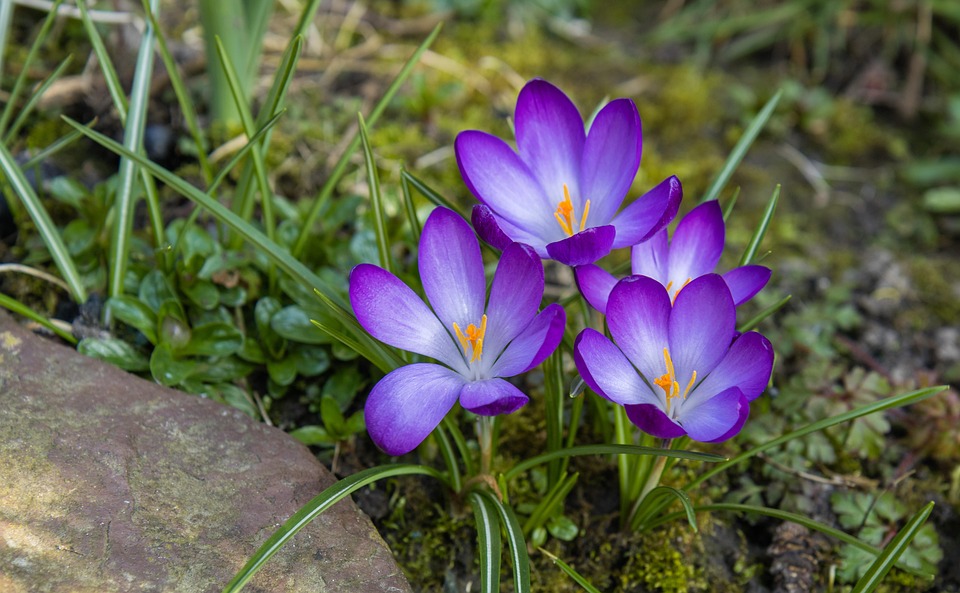 Crocus Fleurs Plantes - Photo gratuite sur Pixabay - Pixabay