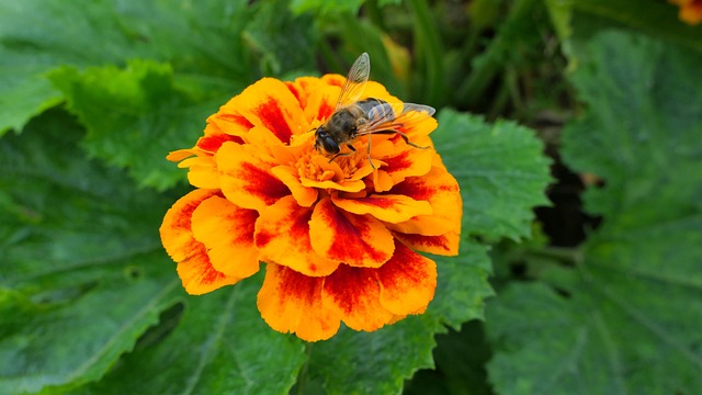 Mucha Flor Os Tagetes - Foto gratuita no Pixabay - Pixabay