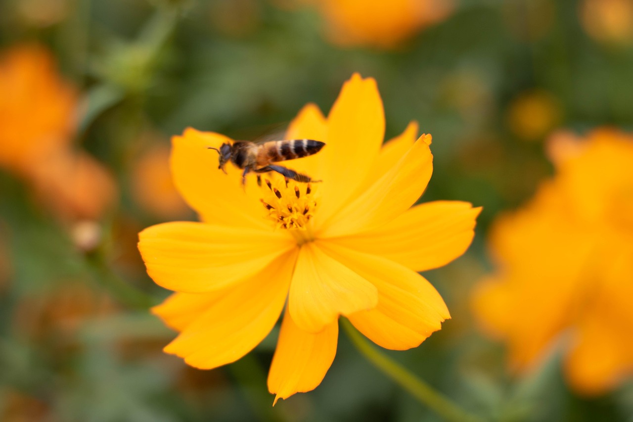 Flower Bee - Free photo on Pixabay - Pixabay