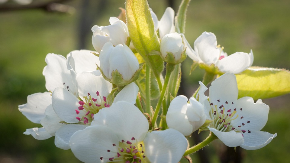 Pear Flower Spring Tree - Free photo on Pixabay - Pixabay