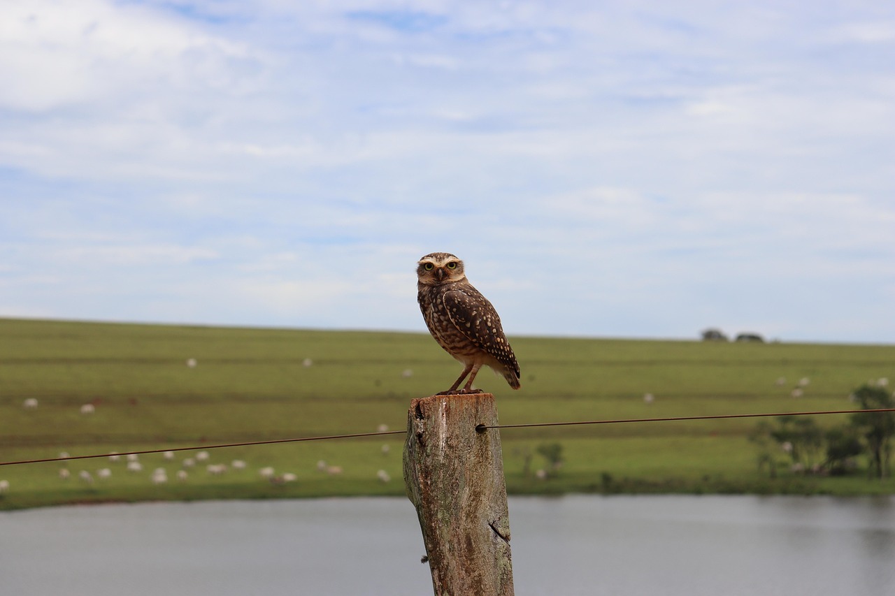 Owl Nature Bird - Free photo on Pixabay