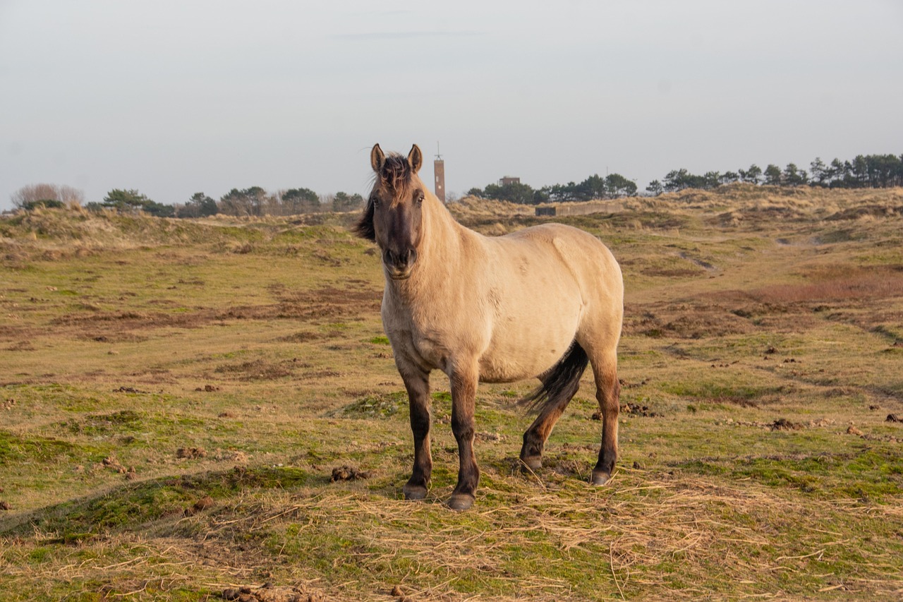 Cavalo Animal Panorama - Foto gratuita no Pixabay - Pixabay