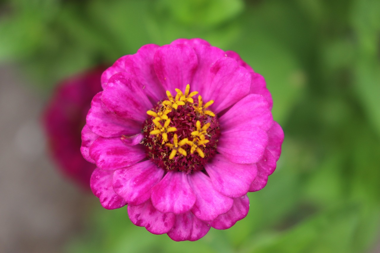 Bunga Merah Jambu - Foto gratis di Pixabay - Pixabay