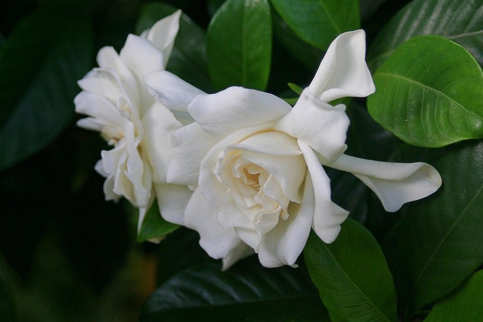 Gardenia Zwei Weiß - Kostenloses Foto auf Pixabay - Pixabay