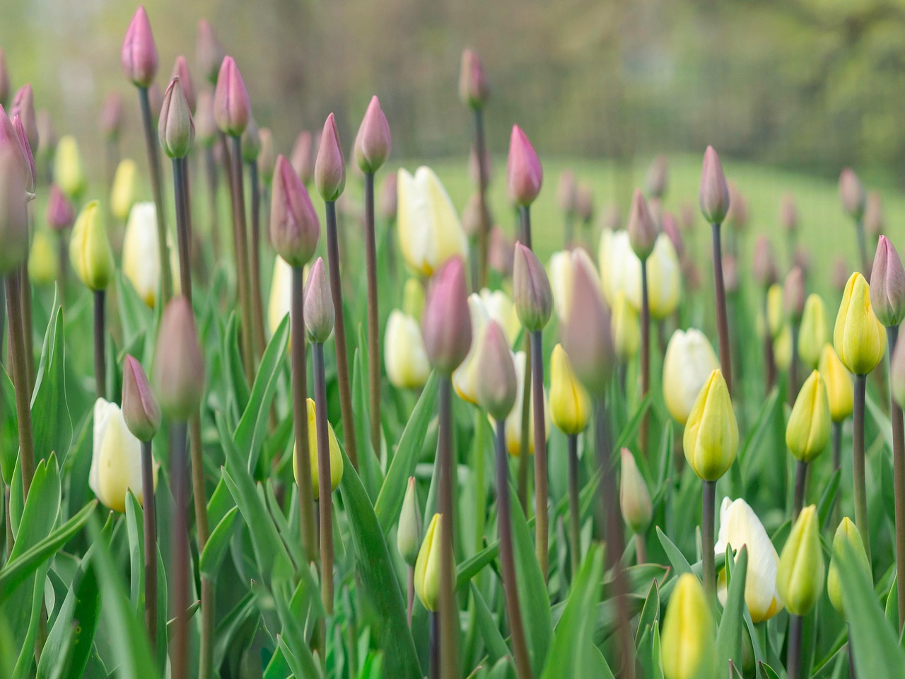 Tulips Buds Spring - Free photo on Pixabay - Pixabay