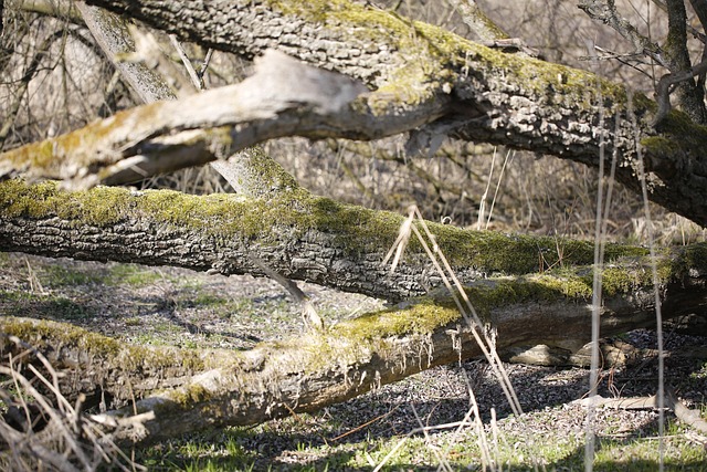Arbre Mousse Végétation - Photo gratuite sur Pixabay - Pixabay