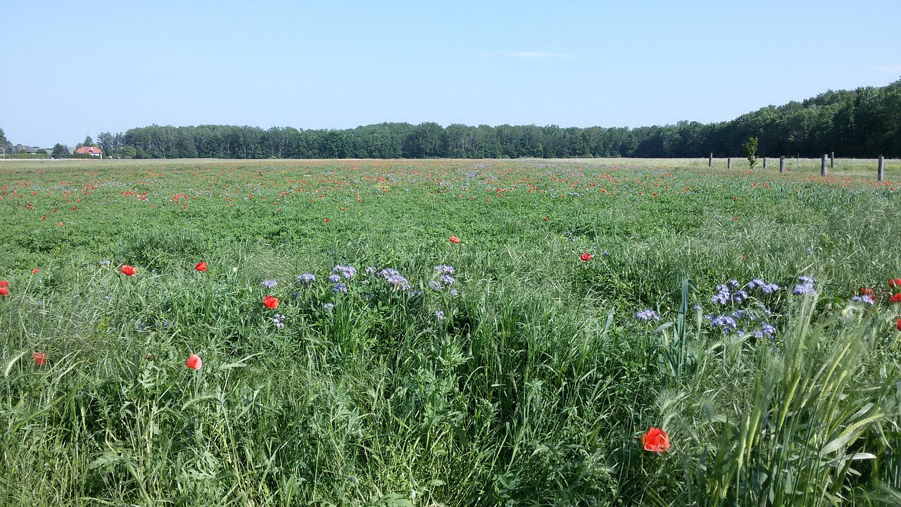 Sommerwiese Wiese Prado - Foto gratis en Pixabay - Pixabay