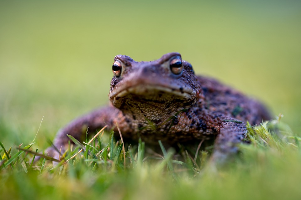 Grass Toad Nature - Free photo on Pixabay