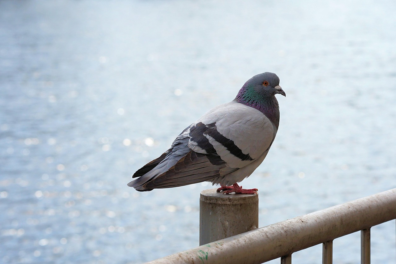 Dove Bird Perched - Free photo on Pixabay - Pixabay