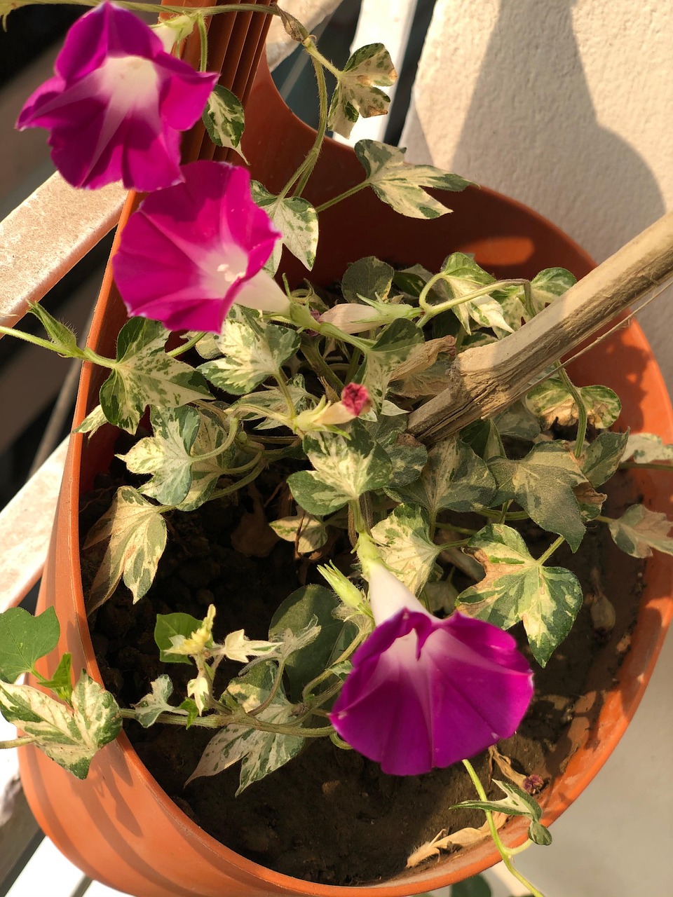 Morning Glory Plant - Free photo on Pixabay - Pixabay