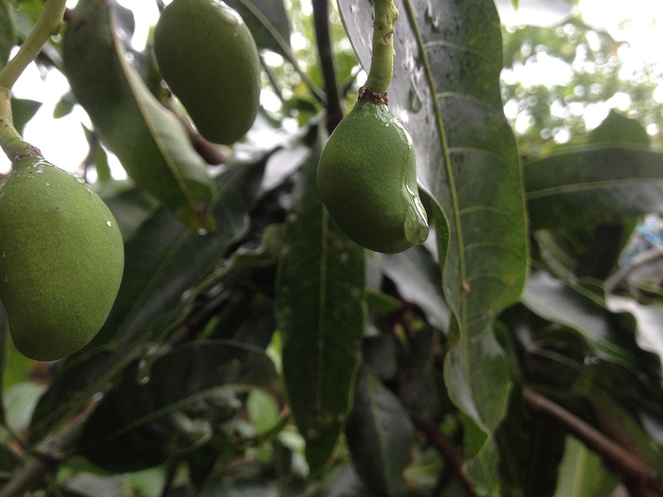 Baby Mango Mangifera Indica - Kostenloses Foto auf Pixabay - Pixabay