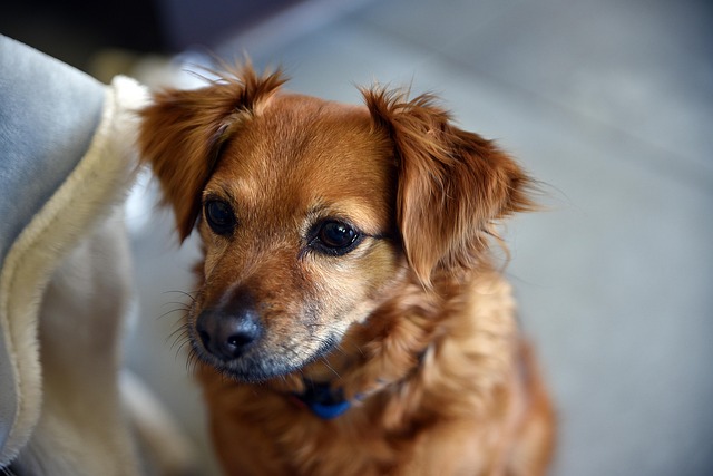 Dog Puppy Pet - Free photo on Pixabay - Pixabay