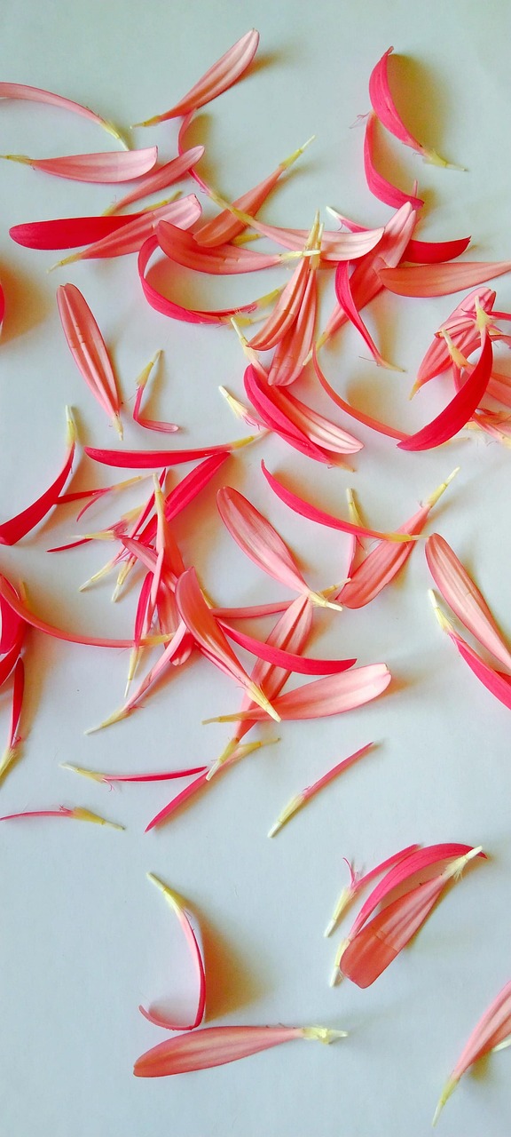 Pink Flower Petals Background - Free photo on Pixabay - Pixabay