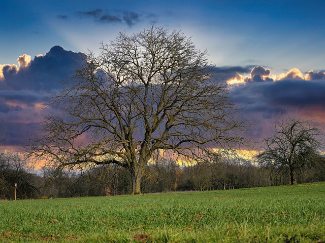 Baum Walnussbaum Natur - Kostenloses Foto auf Pixabay - Pixabay