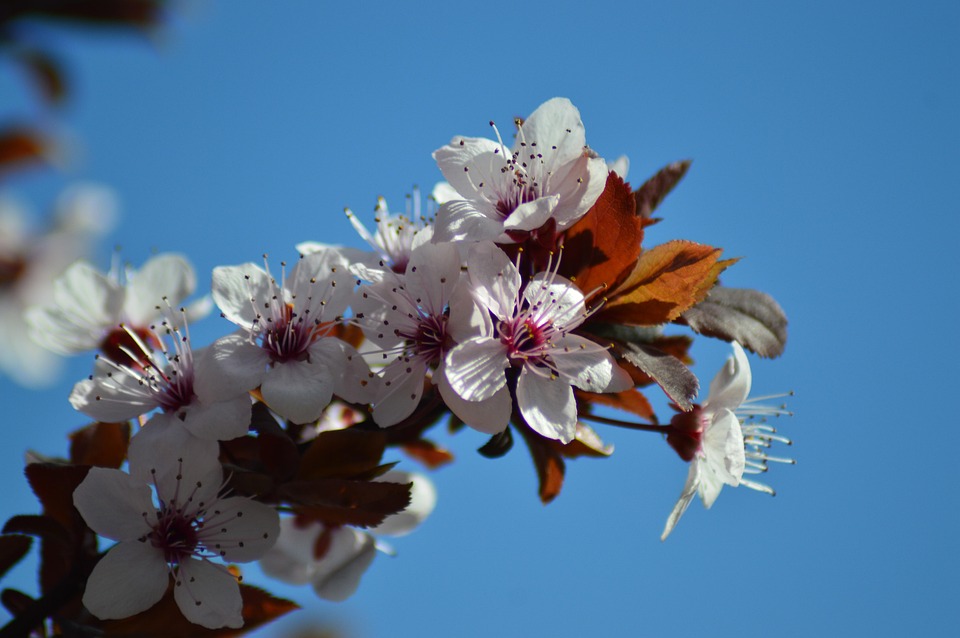 Flowers Petals Plant - Free photo on Pixabay