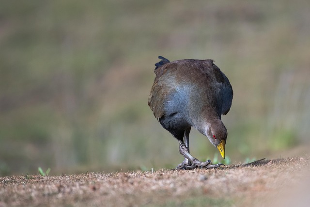 Tasmanian Native-Hen Hen Bird - Free photo on Pixabay