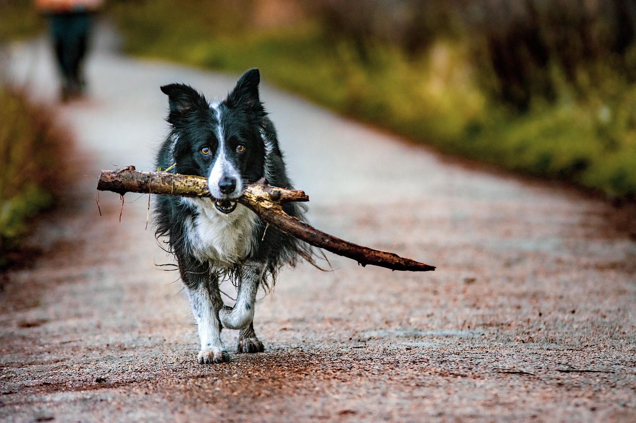Dog Branch Stick - Free photo on Pixabay - Pixabay