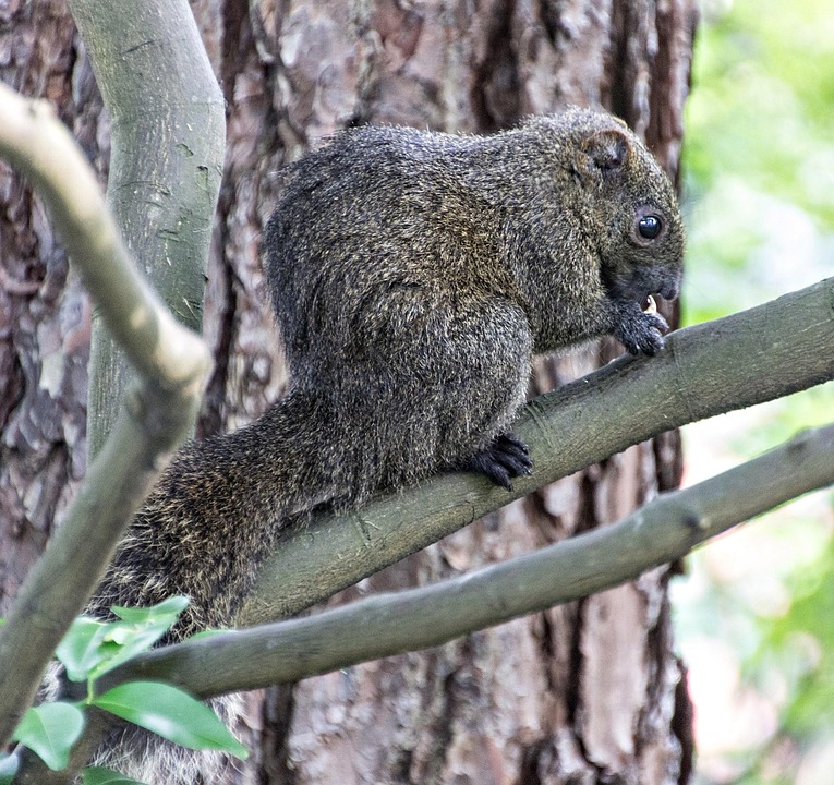 Squirrel Pet Animal - Free photo on Pixabay - Pixabay