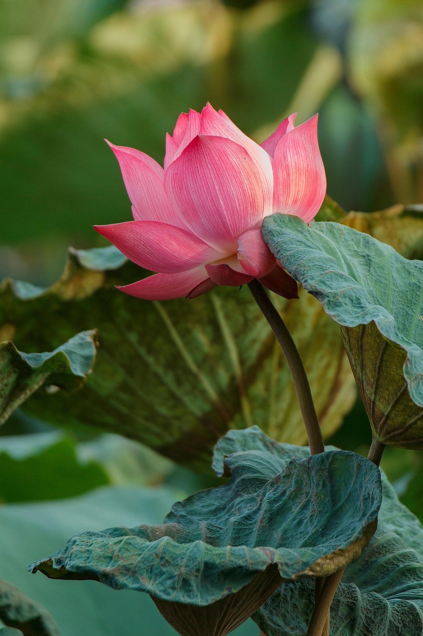 Lotus Fleur Plantes - Photo gratuite sur Pixabay - Pixabay