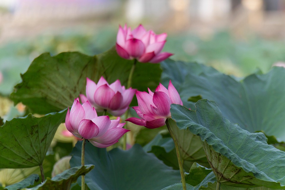 Lotus Blumen Pflanze - Kostenloses Foto auf Pixabay - Pixabay