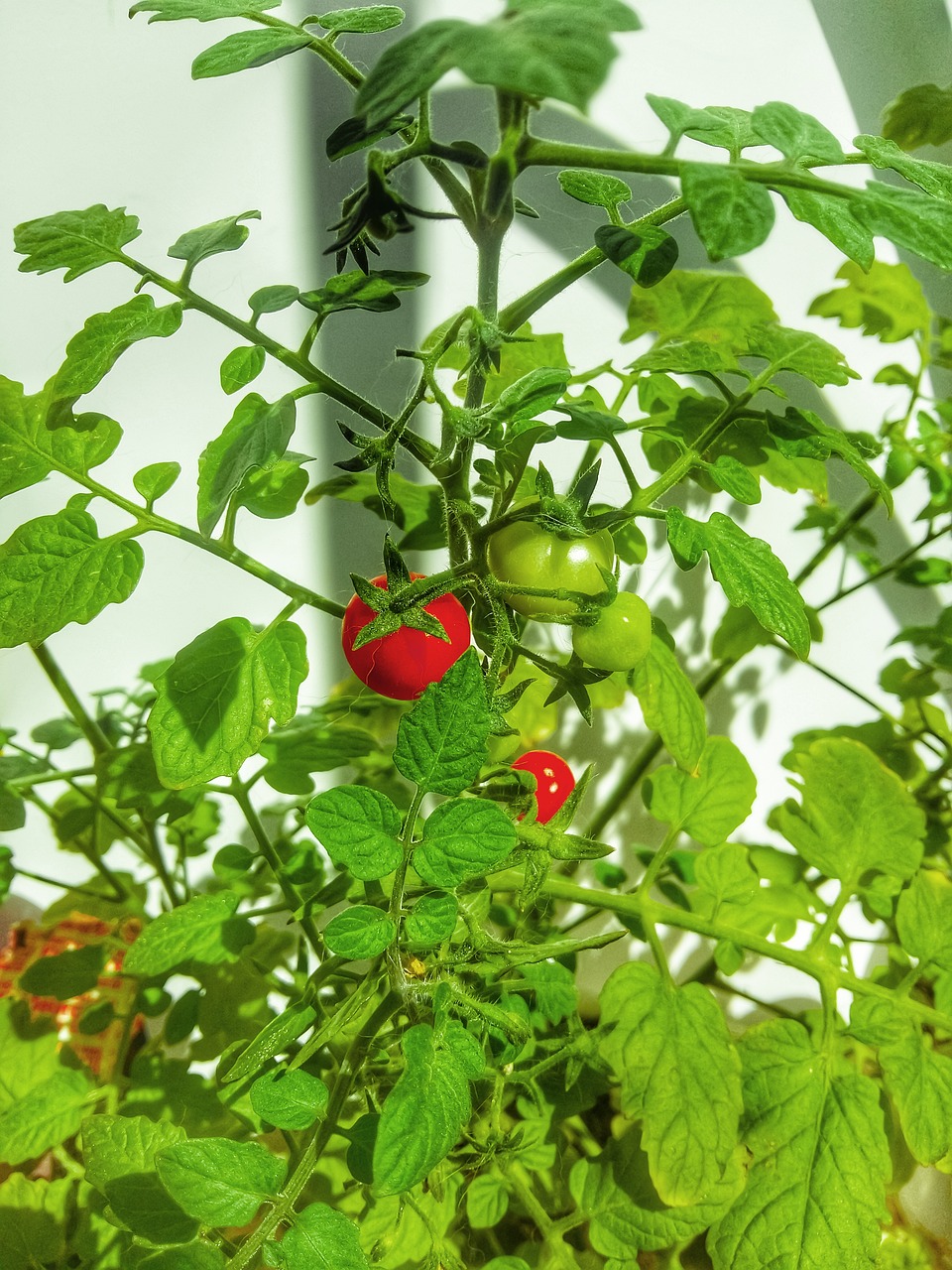 Tomate Um Vegetal - Foto gratuita no Pixabay - Pixabay Tomate Um Vegetal - Foto gratuita no Pixabay - Pixabay
