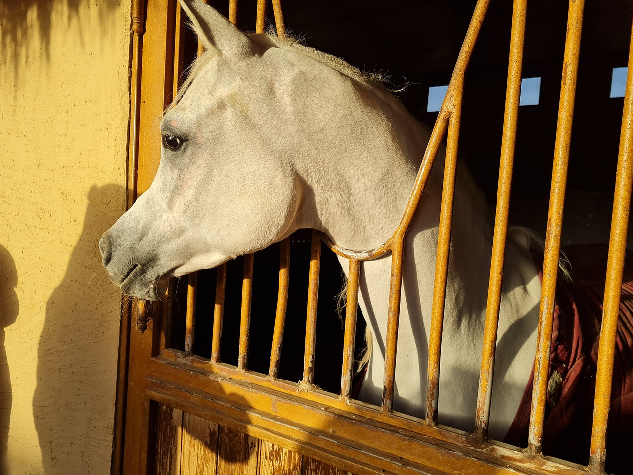 Horse Animal Stable - Free photo on Pixabay - Pixabay
