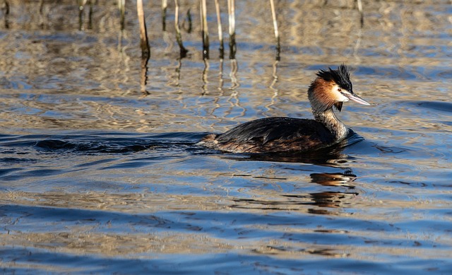 นก เยี่ยม Crested Grebe ทะเลสาบ - ภาพฟรีบน Pixabay - Pixabay