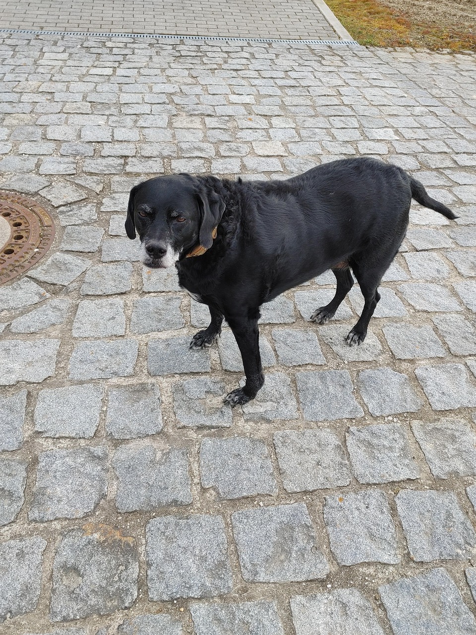 Labrador Negro Fiel A - Foto gratis en Pixabay - Pixabay
