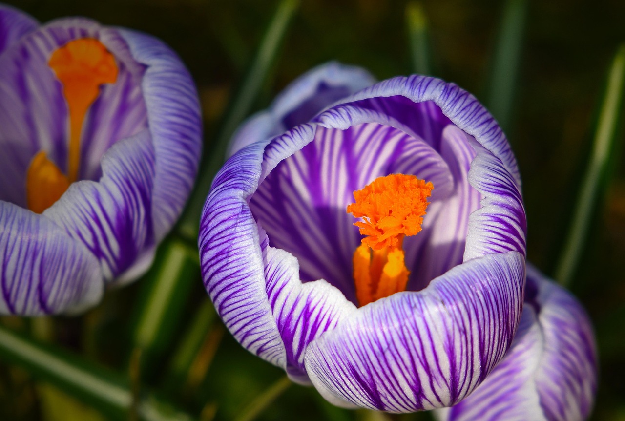 Crocus Lilas Orange - Photo gratuite sur Pixabay - Pixabay