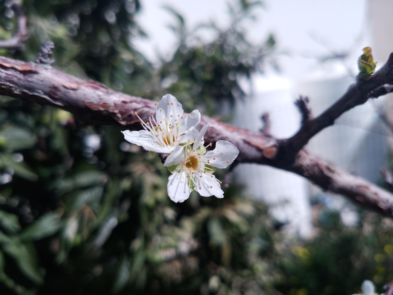 Blumen Weiß - Kostenloses Foto auf Pixabay - Pixabay
