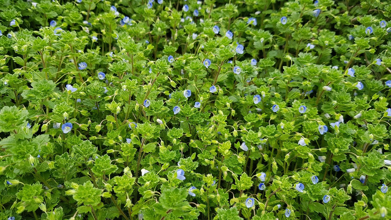 Spring Wild Flower Wildflower Free Photo On Pixabay Pixabay