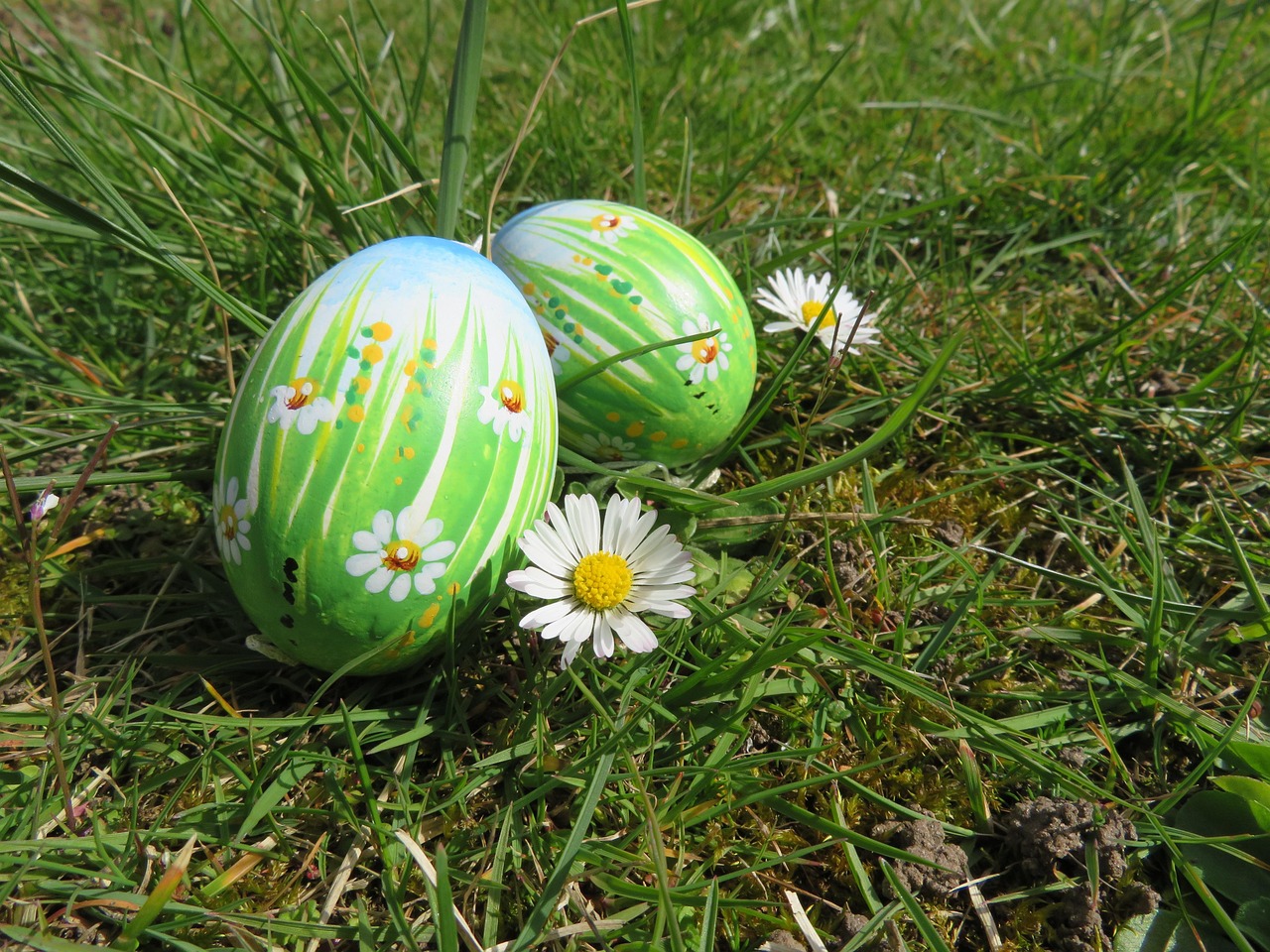 Easter Eggs Daisy - Free photo on Pixabay - Pixabay