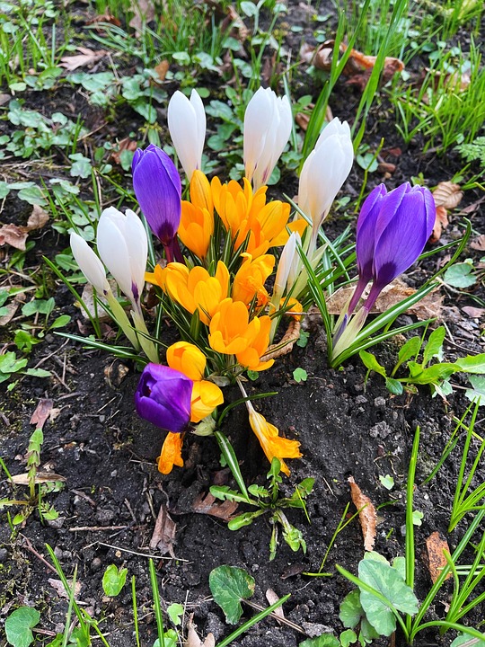 Crocus La Nature Le Printemps - Photo gratuite sur Pixabay - Pixabay