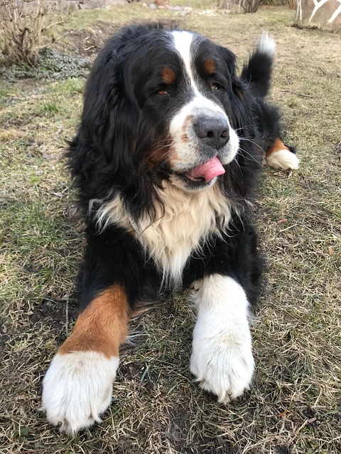 Berner Senen Cachorro Da Montanha - Foto gratuita no Pixabay - Pixabay