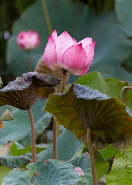 Page 6 - 40,000+ Free Lotus Flowers & Lotus Photos - Pixabay