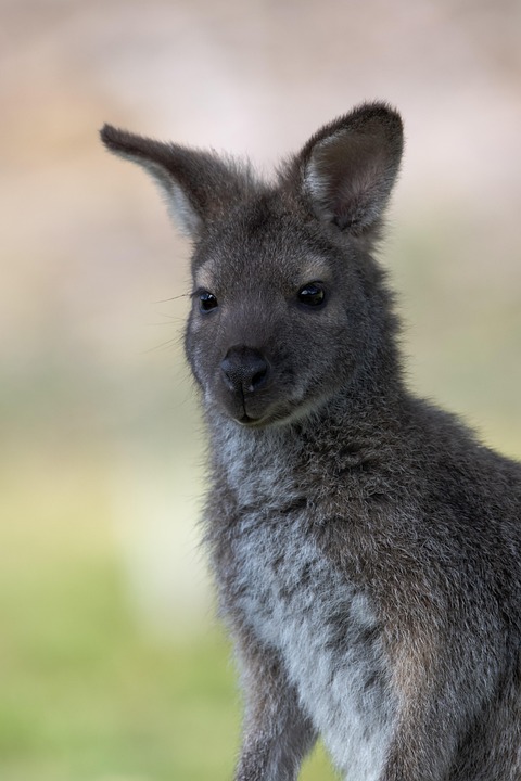 Walabi Bennetts Wallaby Hewan - Foto gratis di Pixabay - Pixabay