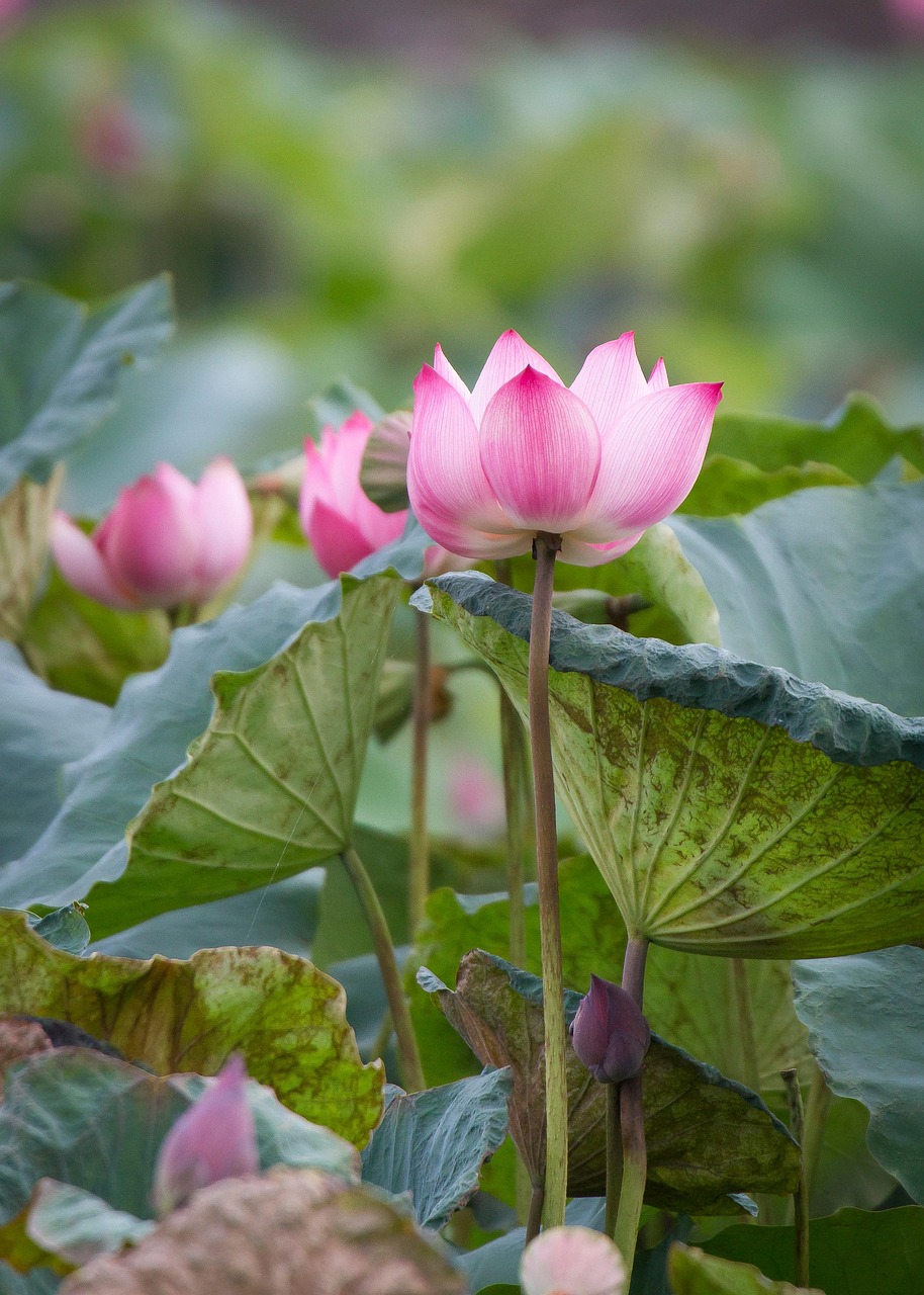 Bunga Teratai Biji Benang - Foto gratis di Pixabay - Pixabay