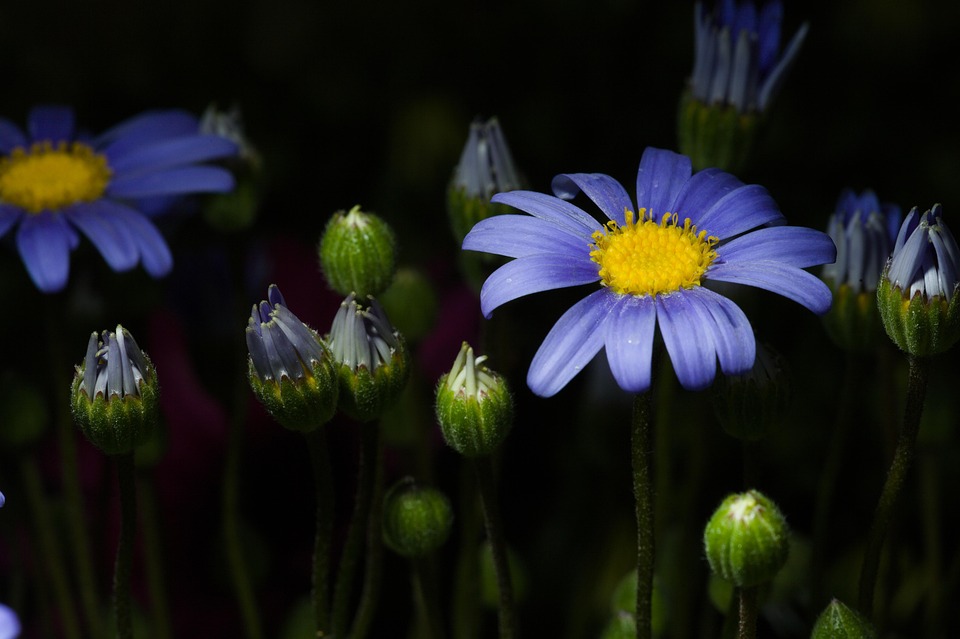 Flores Cores Planta - Foto gratuita no Pixabay - Pixabay