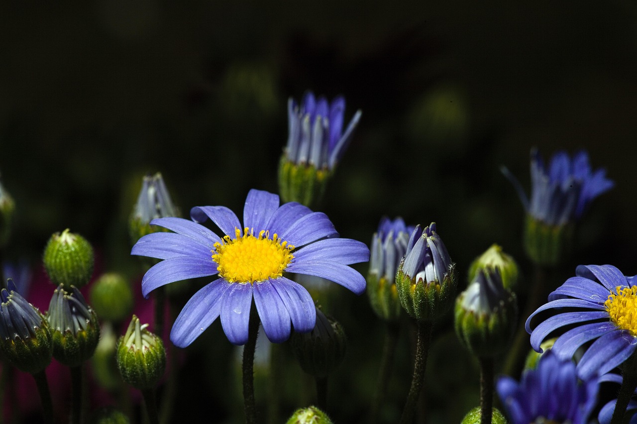 Flowers Petals Plants - Free photo on Pixabay - Pixabay